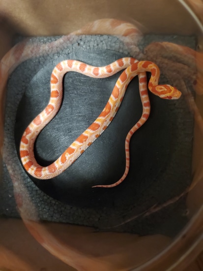 Amelanistic Corn Snake Price Reduced by Vinnies Bees