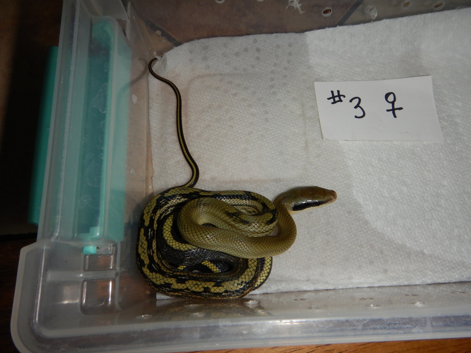 Vietnamese Blue Beauty Rat Snake by Vinnies Bees - MorphMarket