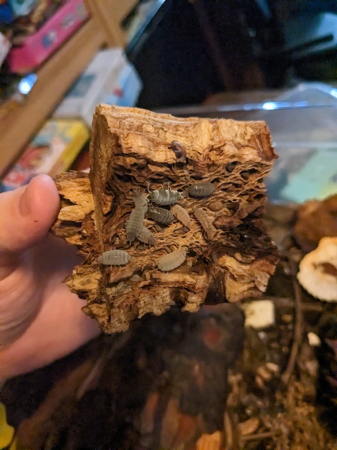 Powder Mix X30 Isopod by Isolicious - MorphMarket