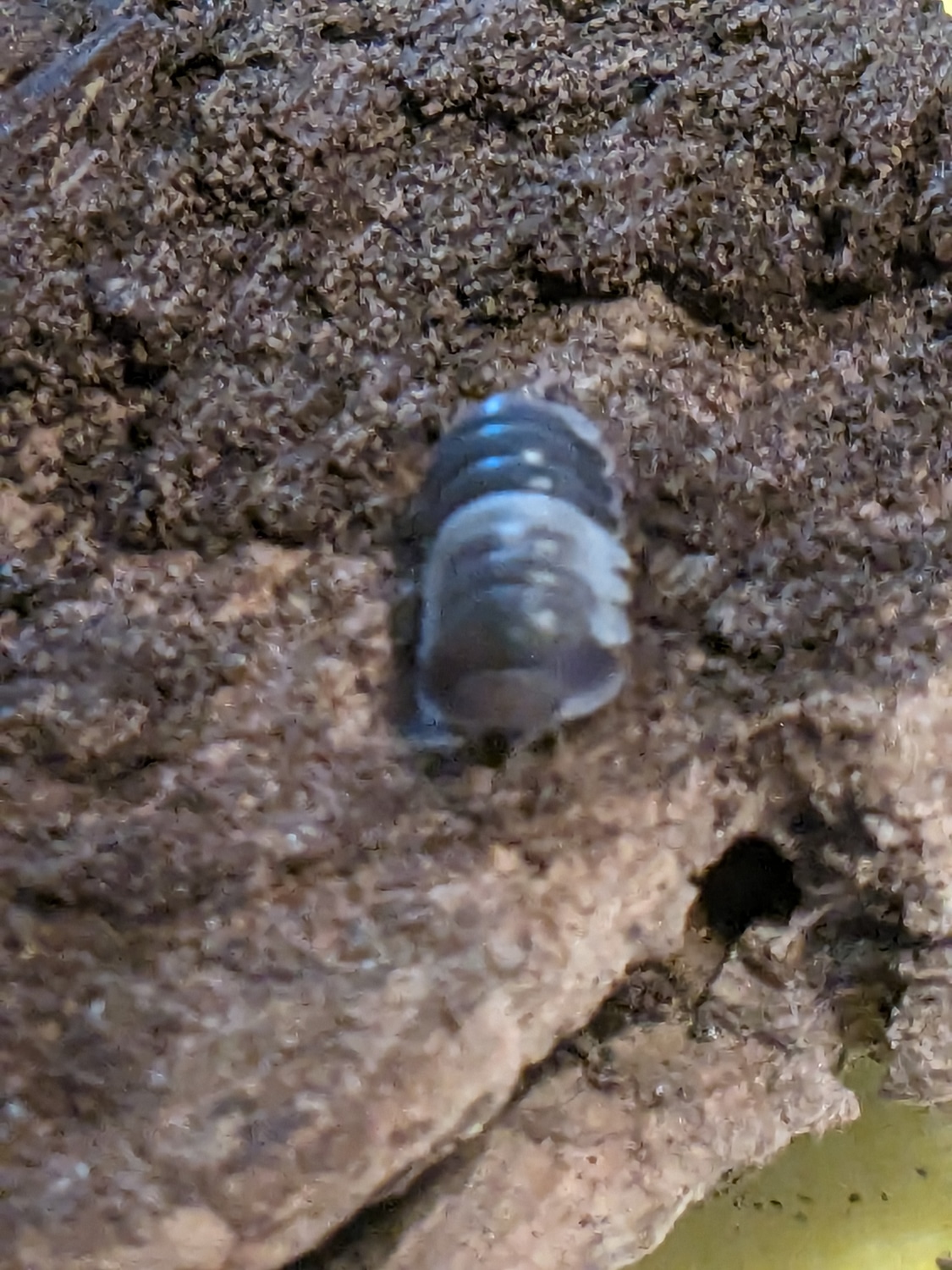 Cubaris SP. Panda King X10 Isopod by Isolicious - MorphMarket