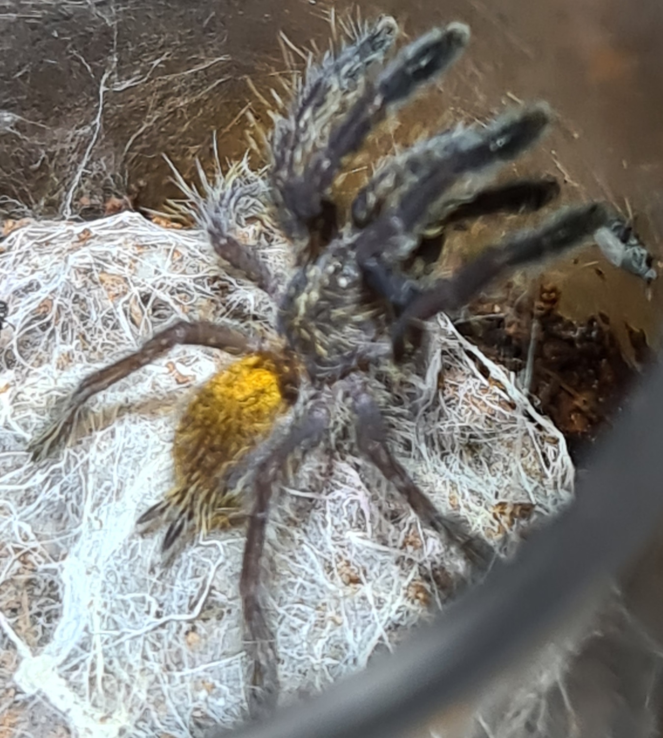 OBT Slings Tarantula by Arachnimania - MorphMarket