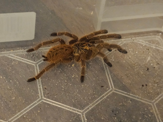 OBT Slings Tarantula by Arachnimania