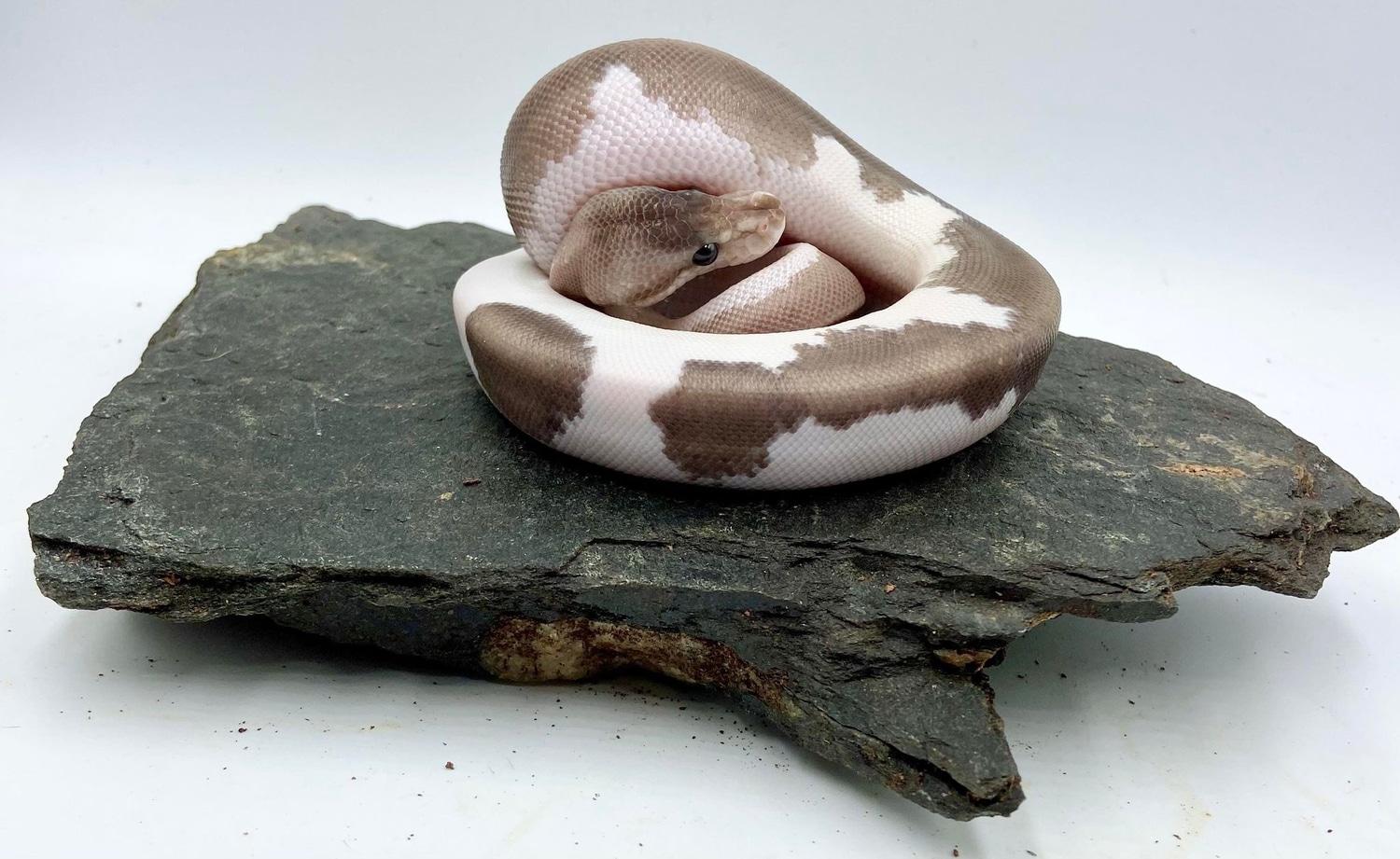 Grey Matter Ball Python by Violet Reptiles - MorphMarket