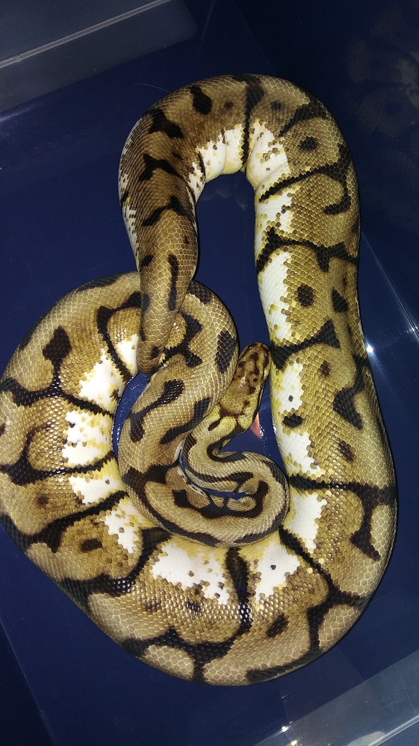 Proven Breeder Bumblebee Het Albino Ball Python by VIP Constrictors ...