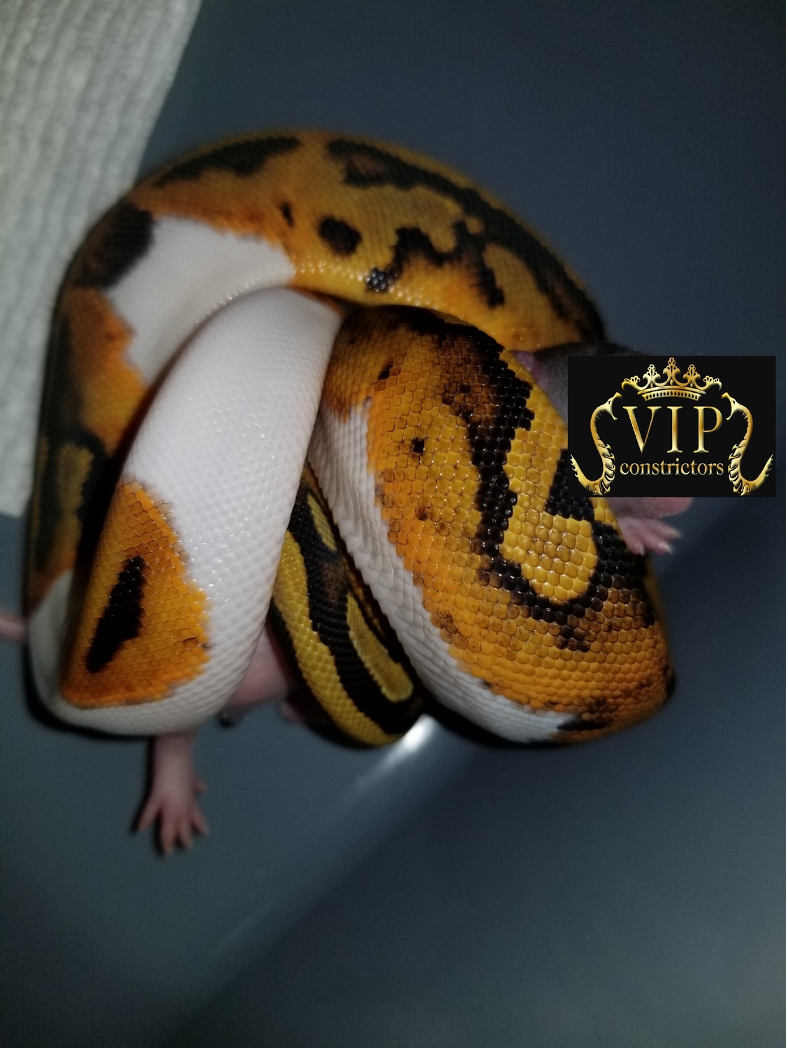 Very Orange Pied 66% Double Het Albino, Caramel Albino Ball Python by ...