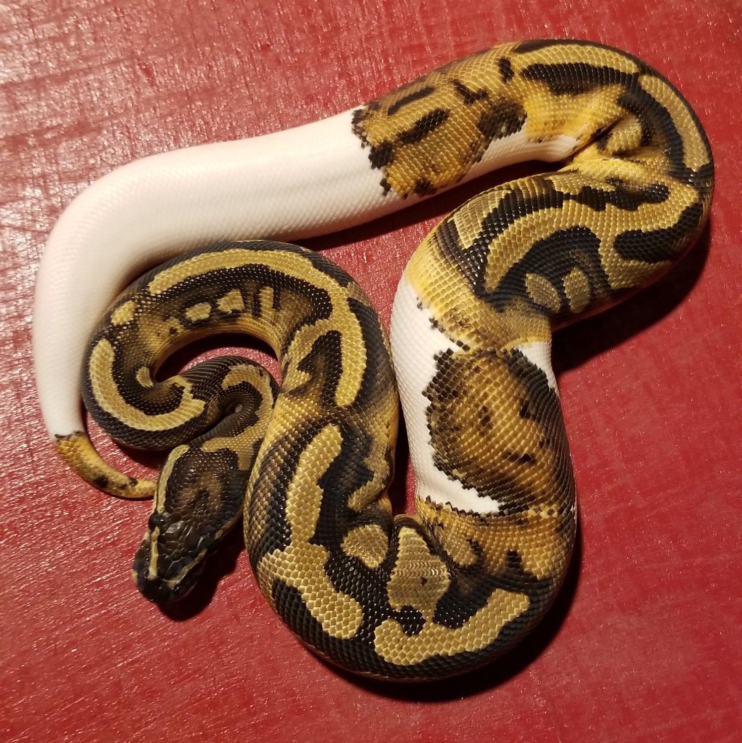 SMILEY FACE Pied 66% Double Het Albino & Caramel Albino Ball Python by ...