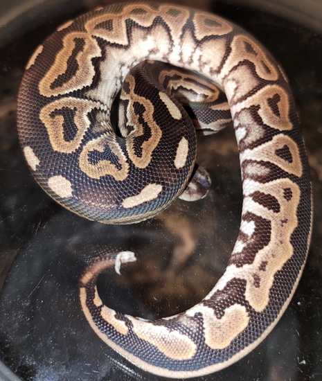 Hearts Cinnamon Possible Fusion Ball Python by VIP Constrictors