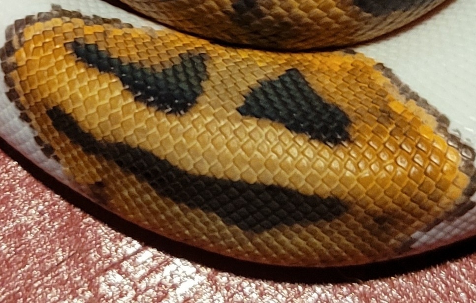 Smiley Face Orange Pied Possible Shatter Ball Python by VIP ...