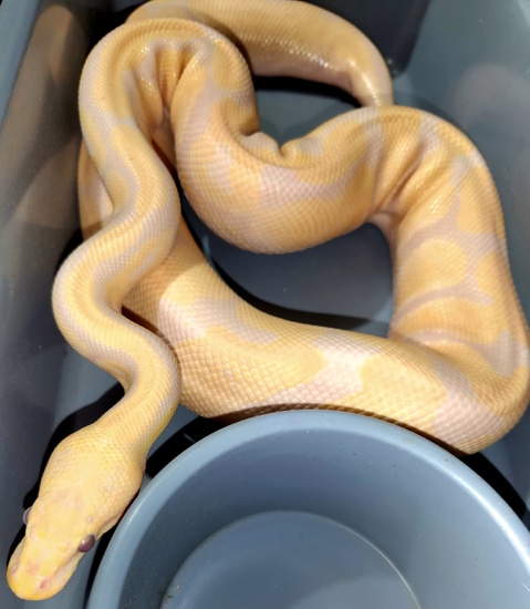 Lavender Albino 100% Het (Dreamsicle) Ball Python by VIP Constrictors