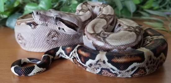 Raptor 100% Het VPI Boa Constrictor by VIP Constrictors
