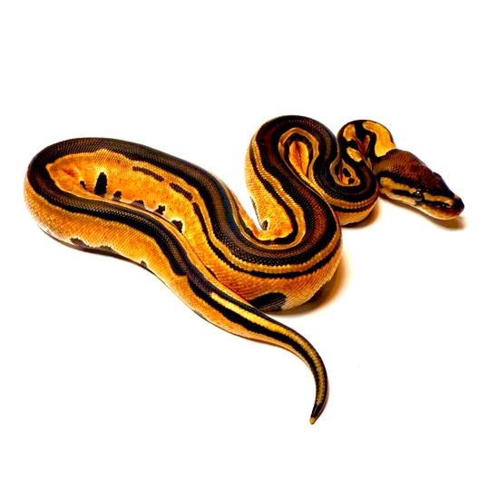 Bang Tri-Stripe 320g Ball Python by Scott Selstad Reptiles