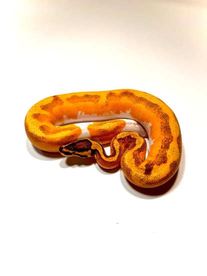 Bang Pied Enchi YB Ball Python by Scott Selstad Reptiles