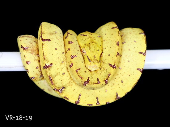 2018 Manokwari Neonate Green Tree Python by ViridisPython.com