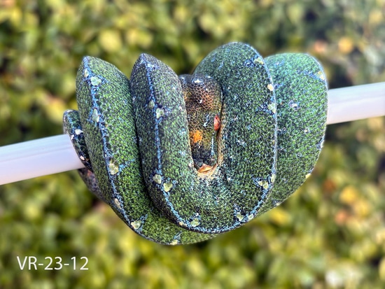 2023 USCBB Pure Manokwari Yearling Green Tree Python by ViridisPython.com