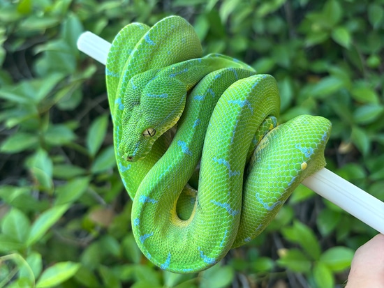 2023 USCBB Pure Manokwari Female Green Tree Python by ViridisPython.com