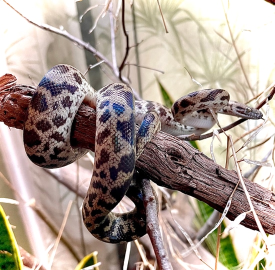Cape York Locality Spotted Spotted Python by Vi’s Geckos