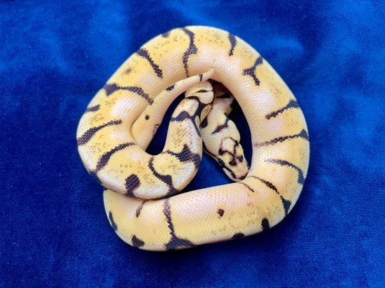Pastel Enchi Spider Ball Python by Visionary Morphs