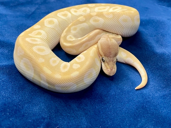 Crystal Mojave Special Ball Python by Visionary Morphs