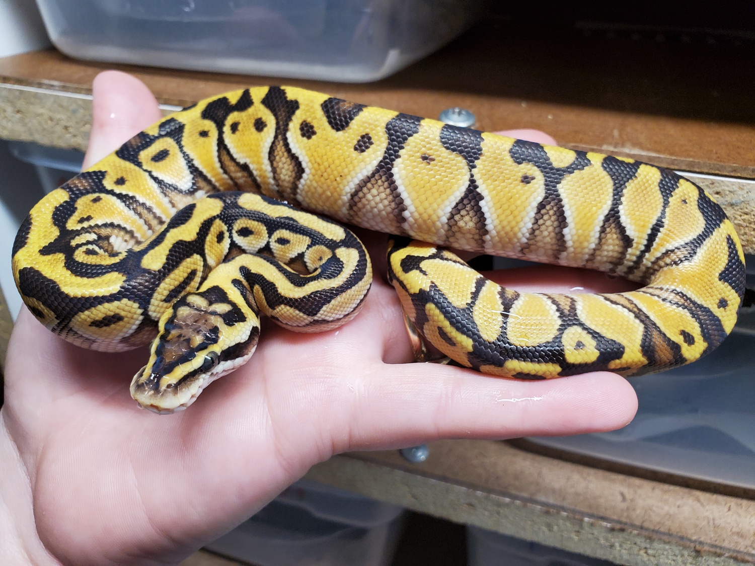 Pastel Enchi Special Het Clown Ball Python by Vision Morphs - MorphMarket
