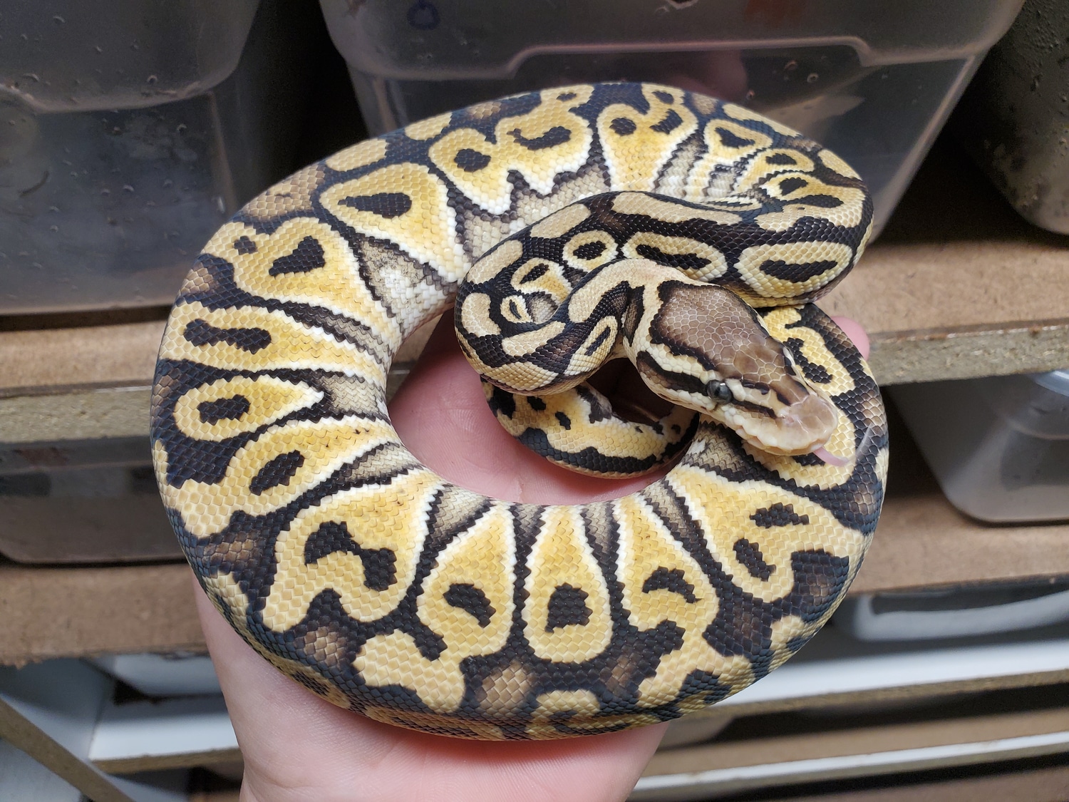 Pastel Special Het Clown Ball Python by Vision Morphs - MorphMarket