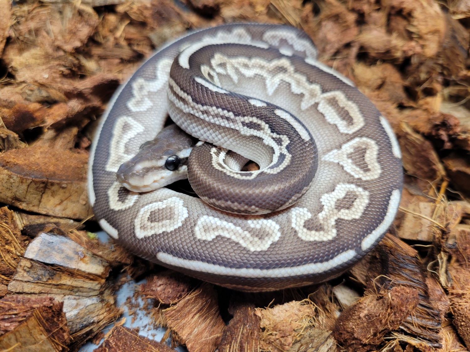 Black Pastel Lesser Ball Python by Vision Morphs - MorphMarket