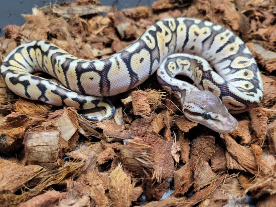 Pastel Hidden Gene Woma Ball Python by Vision Morphs - MorphMarket