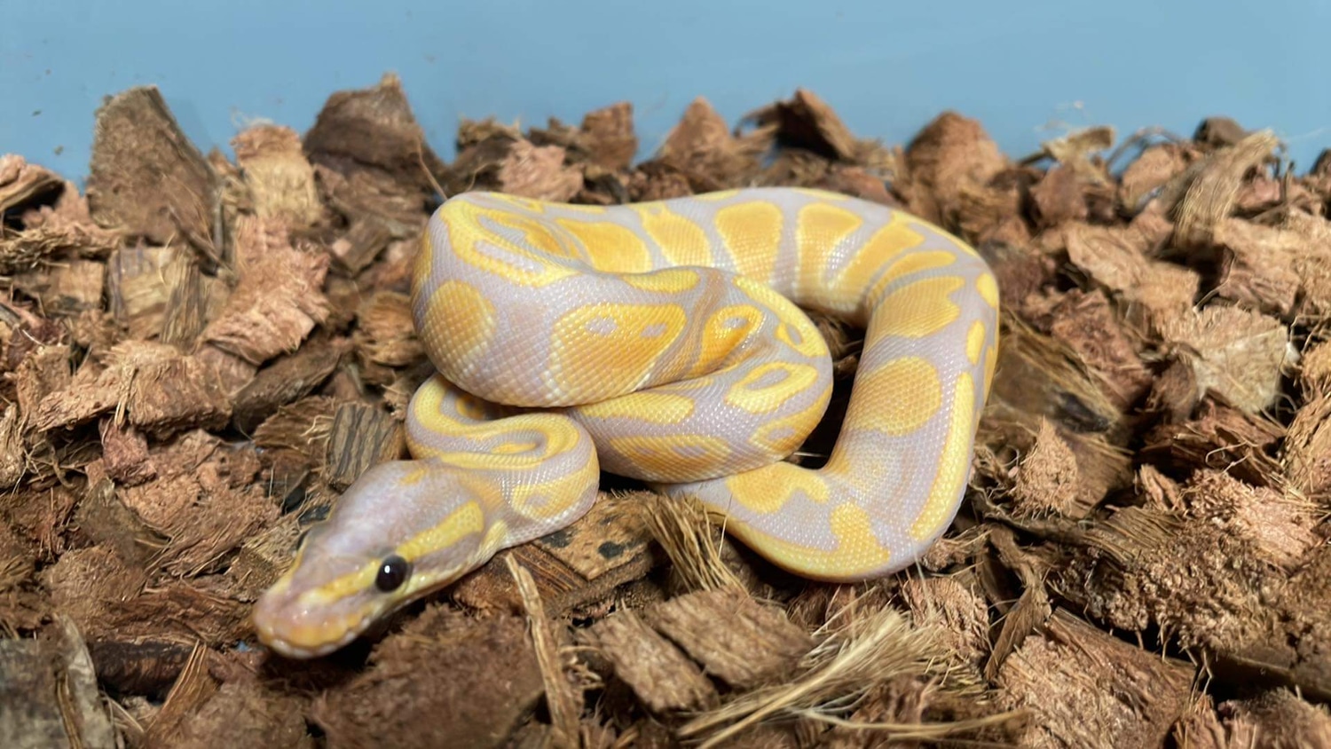Banana 100% Het Pied Ball Python by Vision Morphs - MorphMarket