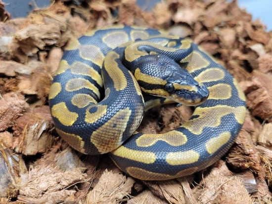 Normal 100% Het Pied Ball Python by Vision Morphs