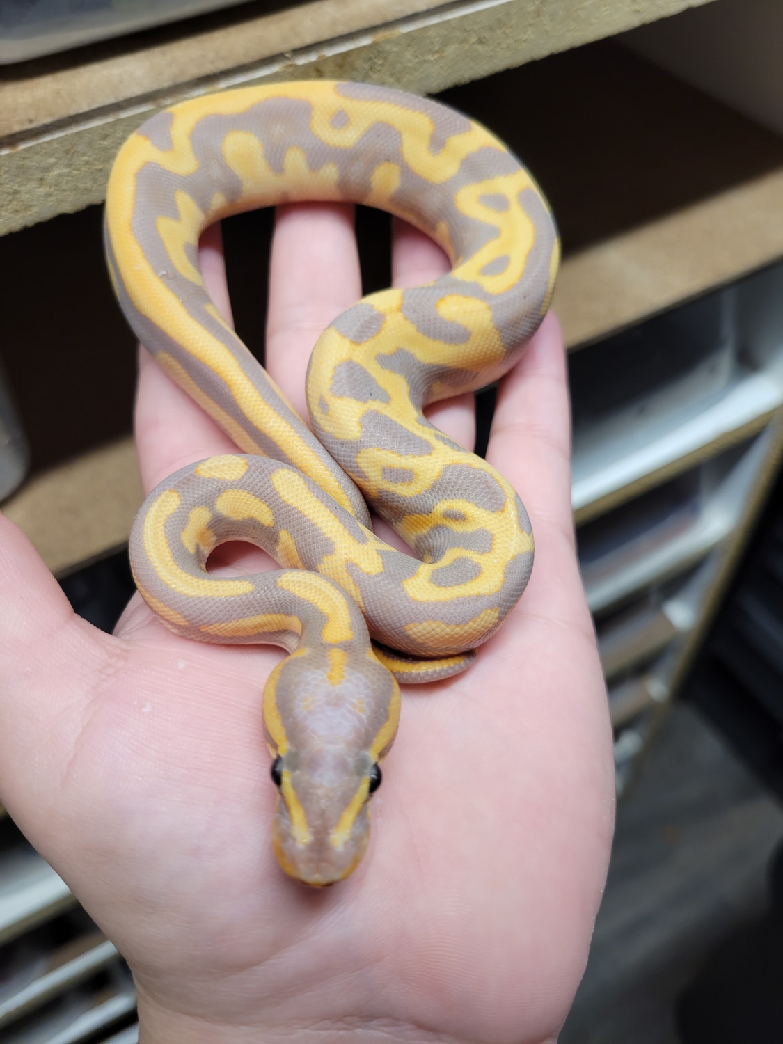 Banana Leopard 100% Het Pied Ball Python by Vision Morphs - MorphMarket