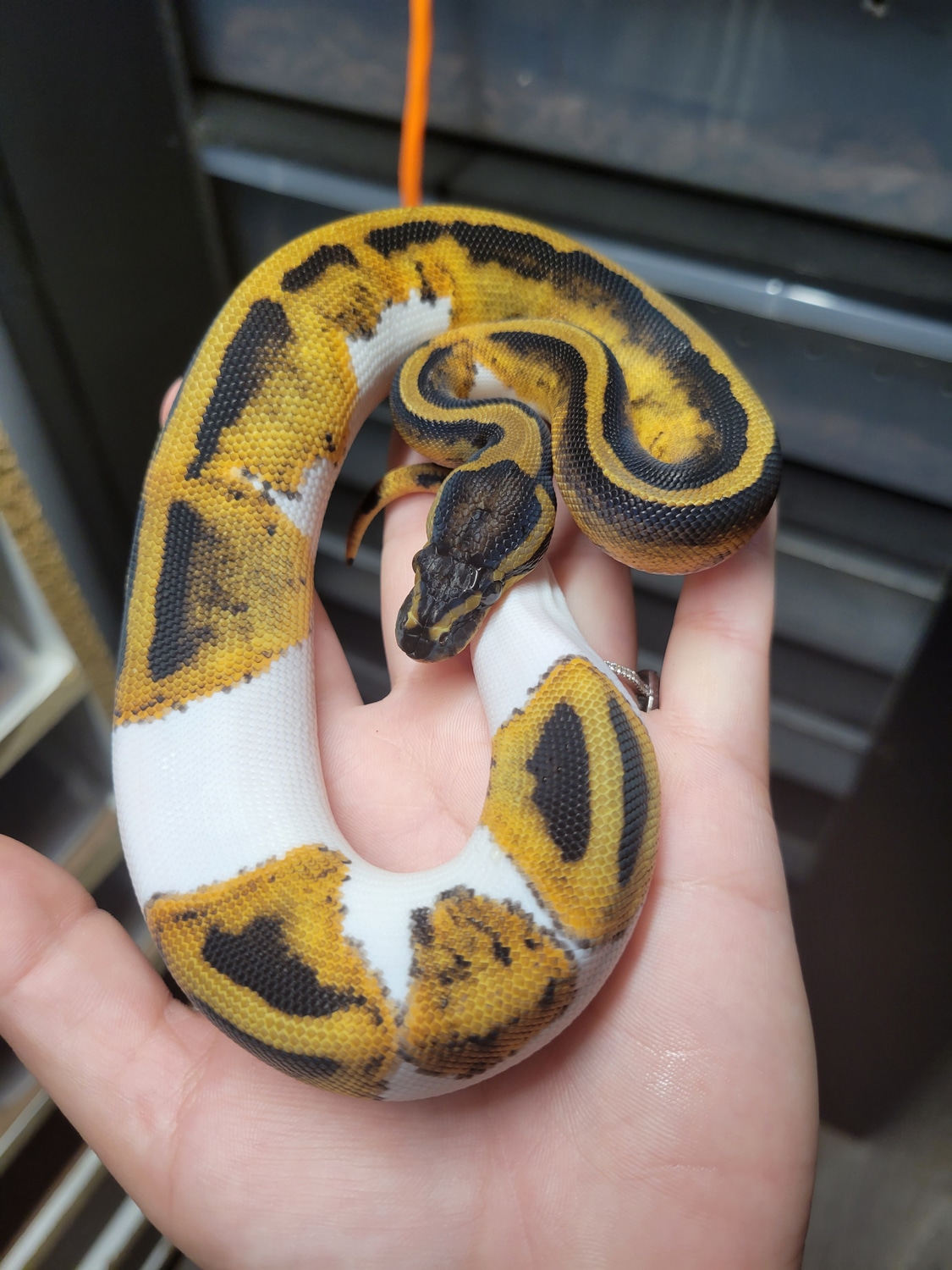 Pied Ball Python by Vision Morphs - MorphMarket