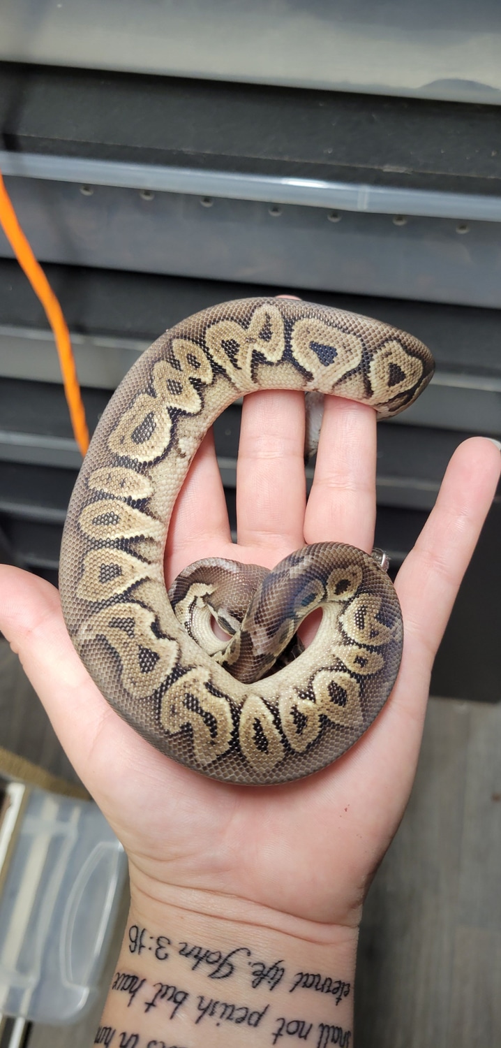 Black Pewter Ball Python by Vision Morphs - MorphMarket