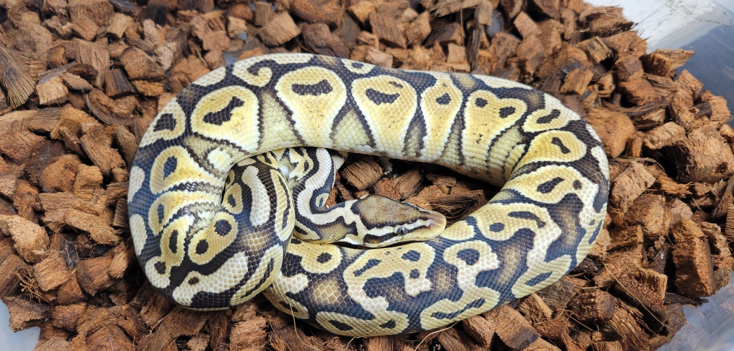 Pastel Special Het Clown Ball Python by Vision Morphs - MorphMarket