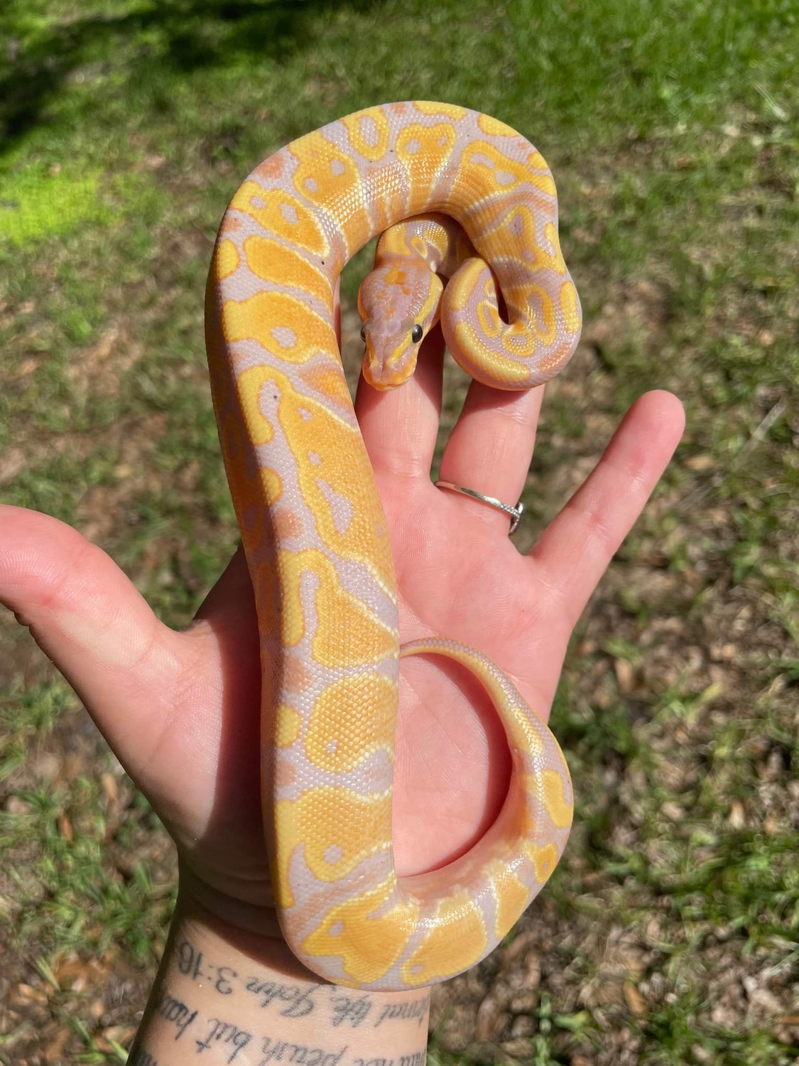 Banana Dbl Het Clown Pied Ball Python by Vision Morphs - MorphMarket