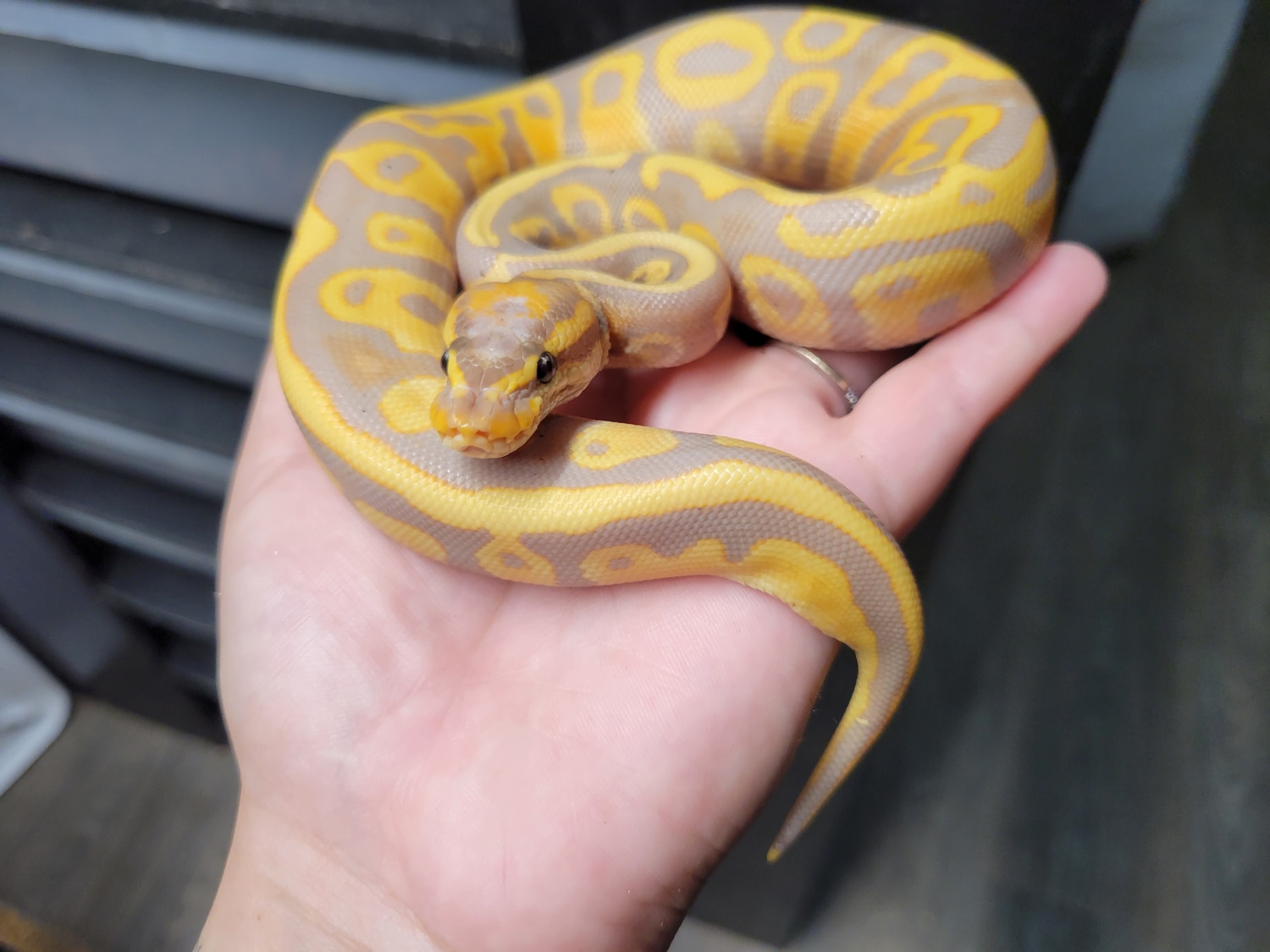 Banana Leopard Possible Mojave Dbl Het Clown Pied Ball Python by Vision ...
