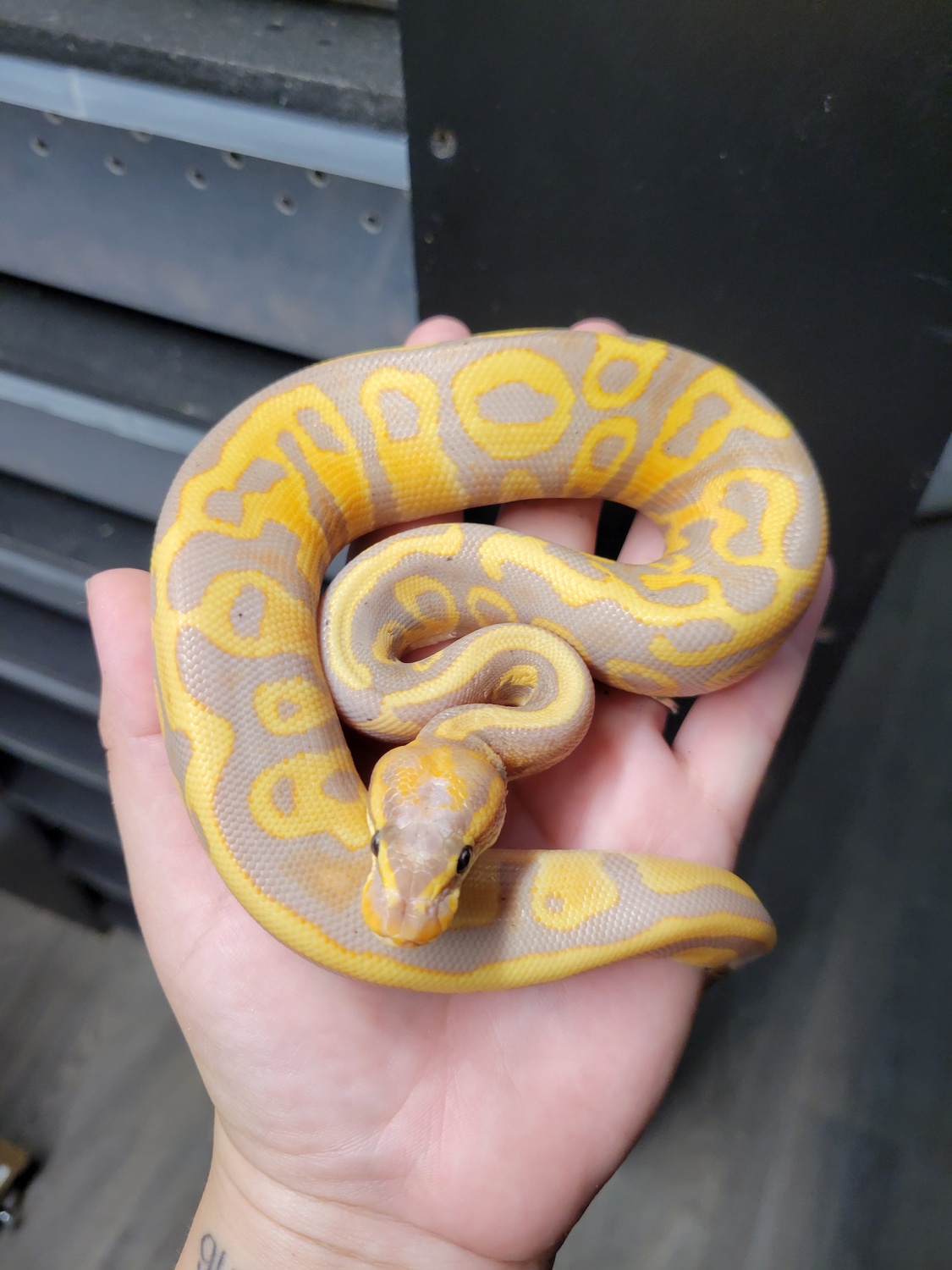Banana Leopard Possible Mojave Dbl Het Clown Pied Ball Python by Vision ...