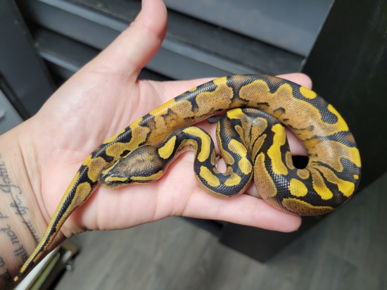 Calico Vanilla Ball Python by Vision Morphs