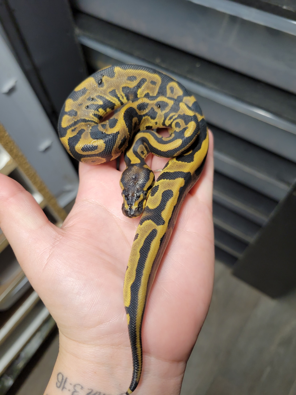 Leopard 100% Het Pied Ball Python by Vision Morphs - MorphMarket