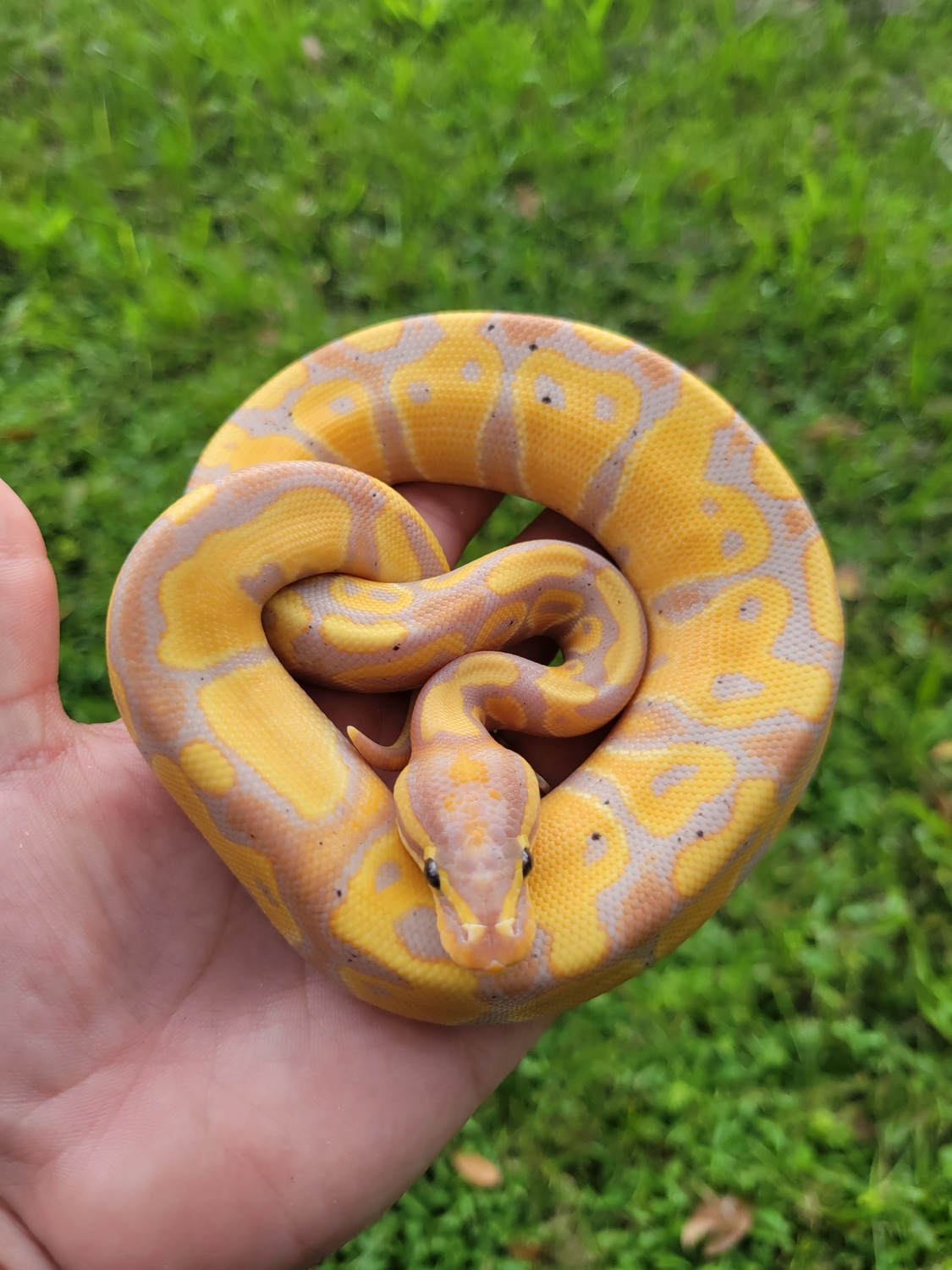 Banana Dbl Het Clown Pied Ball Python by Vision Morphs - MorphMarket