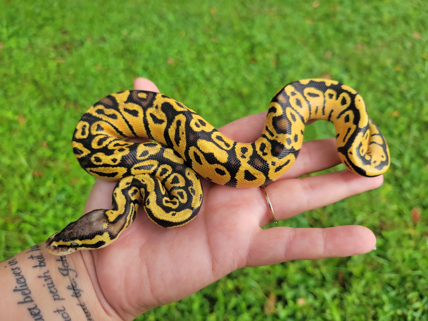 Pastel Vanilla Ball Python by Vision Morphs - MorphMarket