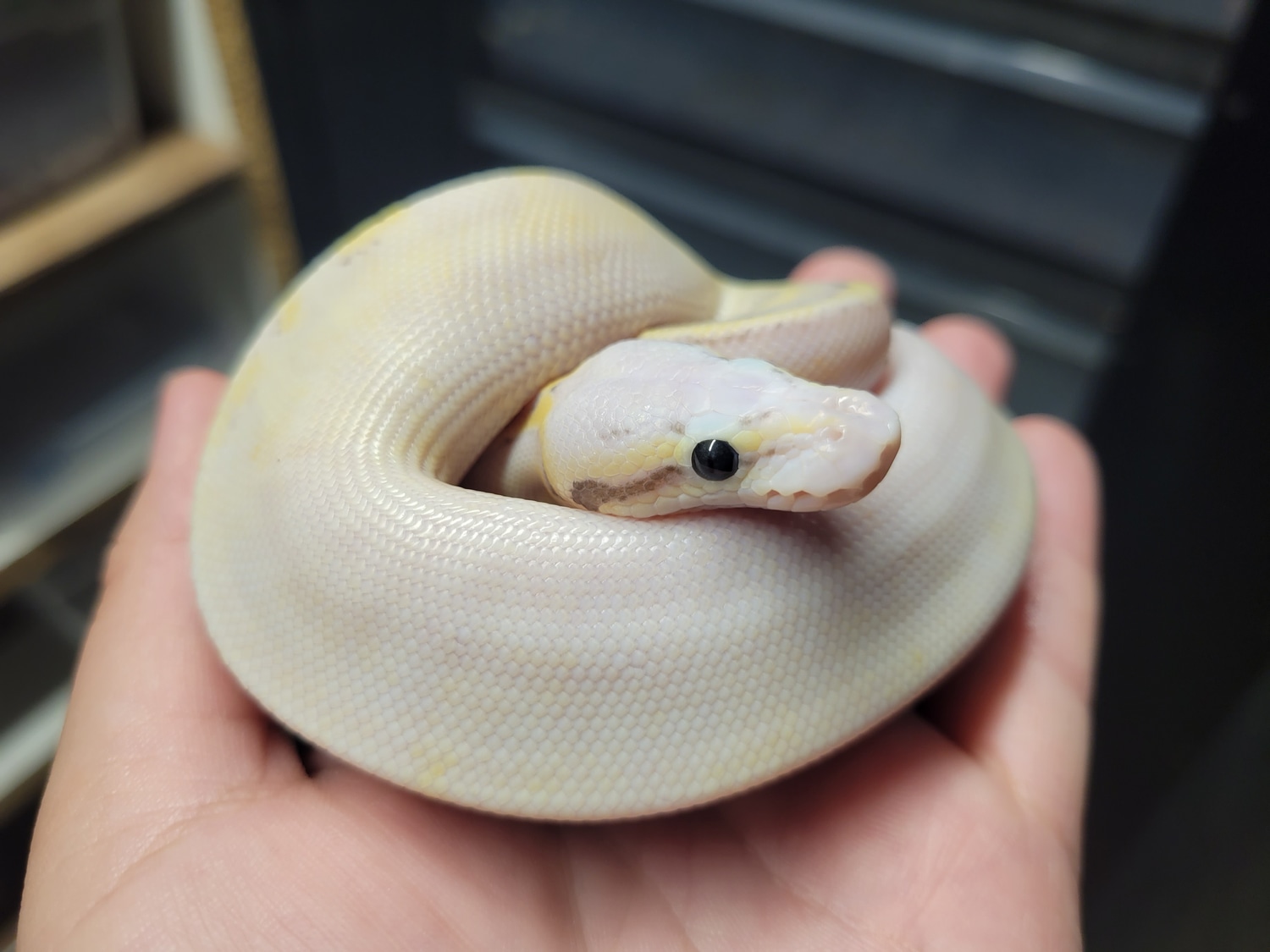 Super Pastel Calico Fire Vanilla Ball Python by Vision Morphs - MorphMarket