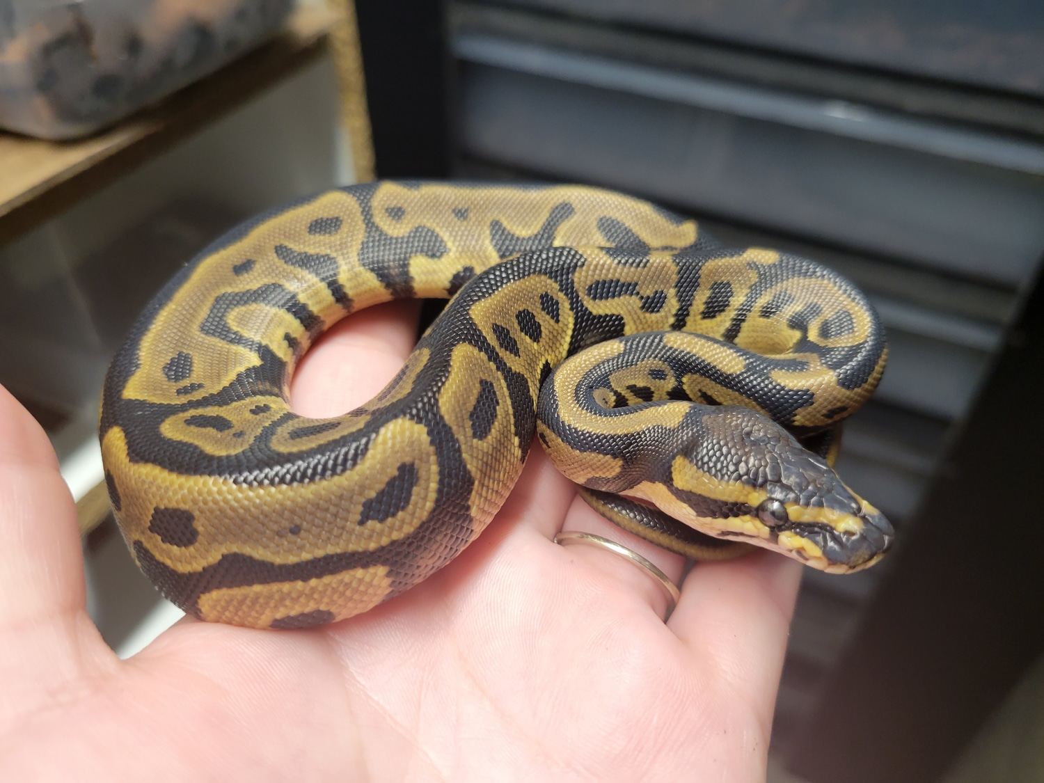 Leopard 100% Het Pied Ball Python by Vision Morphs - MorphMarket