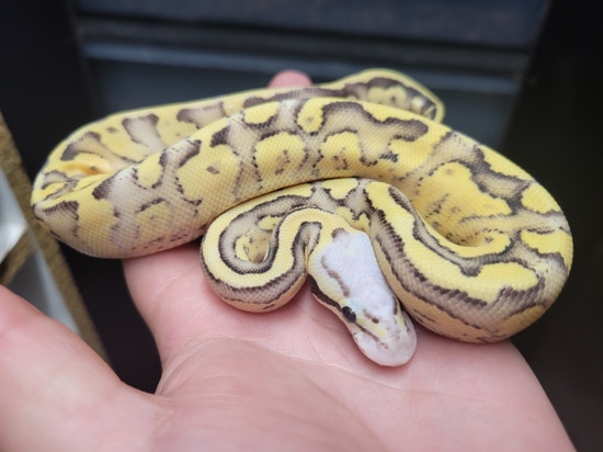 Pastel Fire Vanilla Ball Python by Vision Morphs