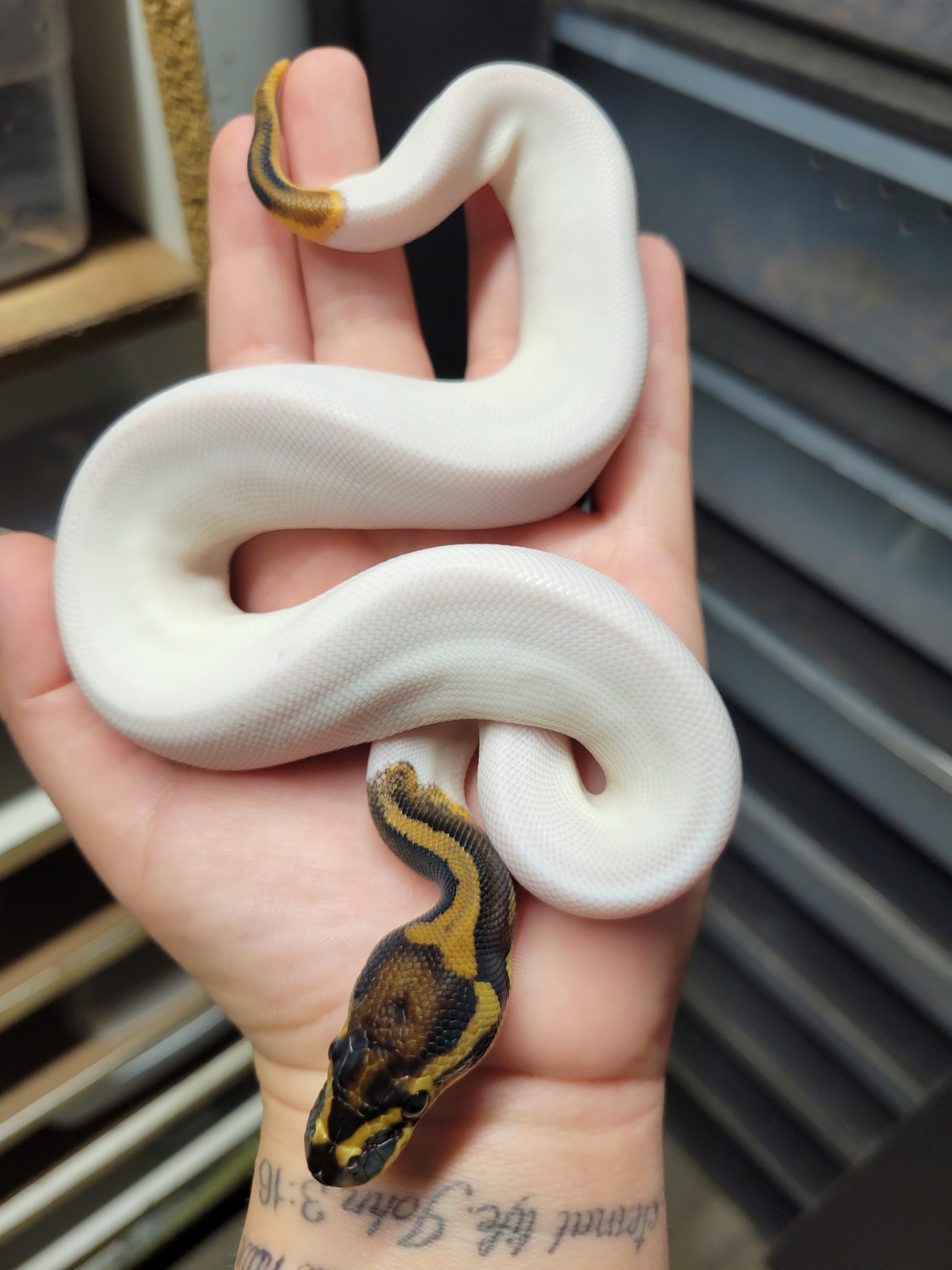 Leopard Pied Ball Python by Vision Morphs - MorphMarket