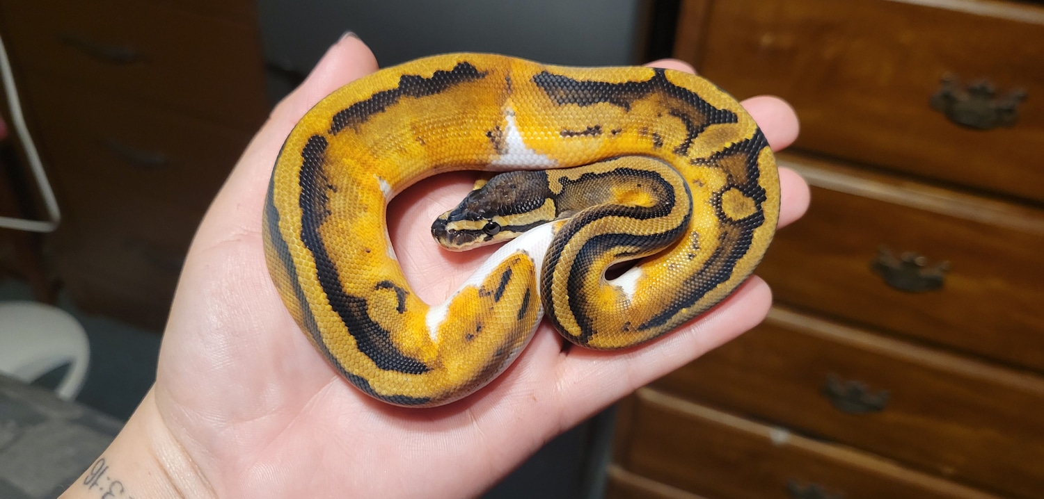Pied Possible Leopard Ball Python by Vision Morphs - MorphMarket