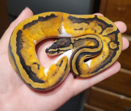 Vision Morphs - MorphMarket