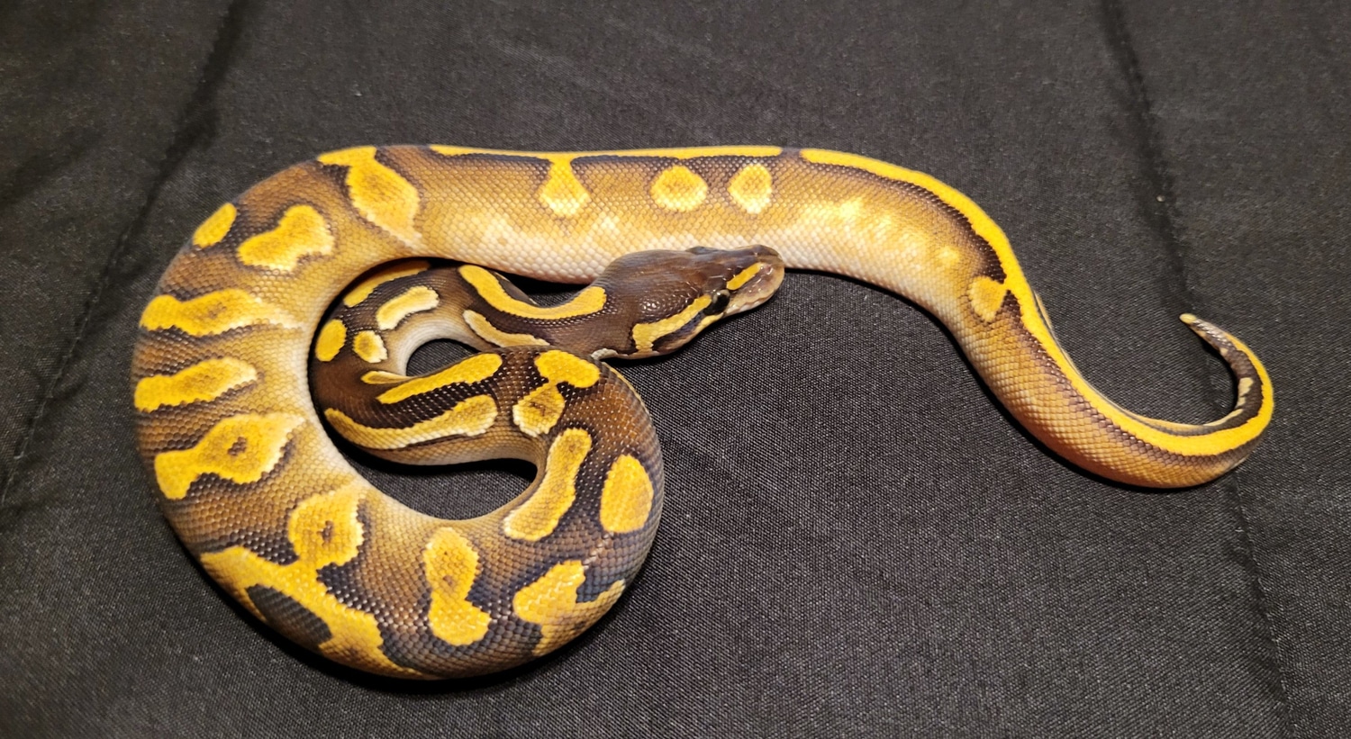 Calico Mojave Ball Python by Vision Morphs - MorphMarket