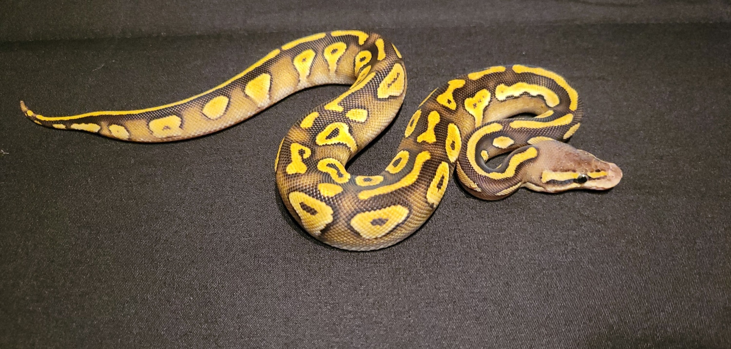Pastel Mojave Ball Python by Vision Morphs - MorphMarket