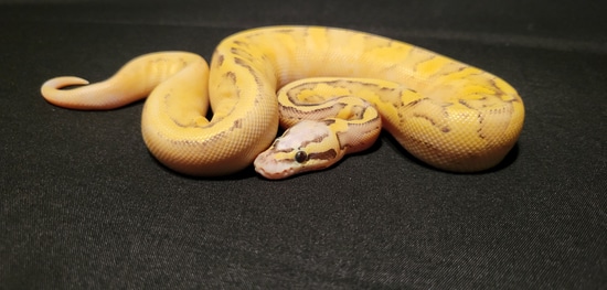 Super Pastel Fire Vanilla Possible Calico Ball Python by Vision Morphs