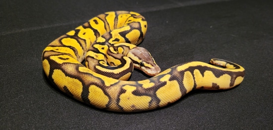 Firefly Ball Python by Vision Morphs