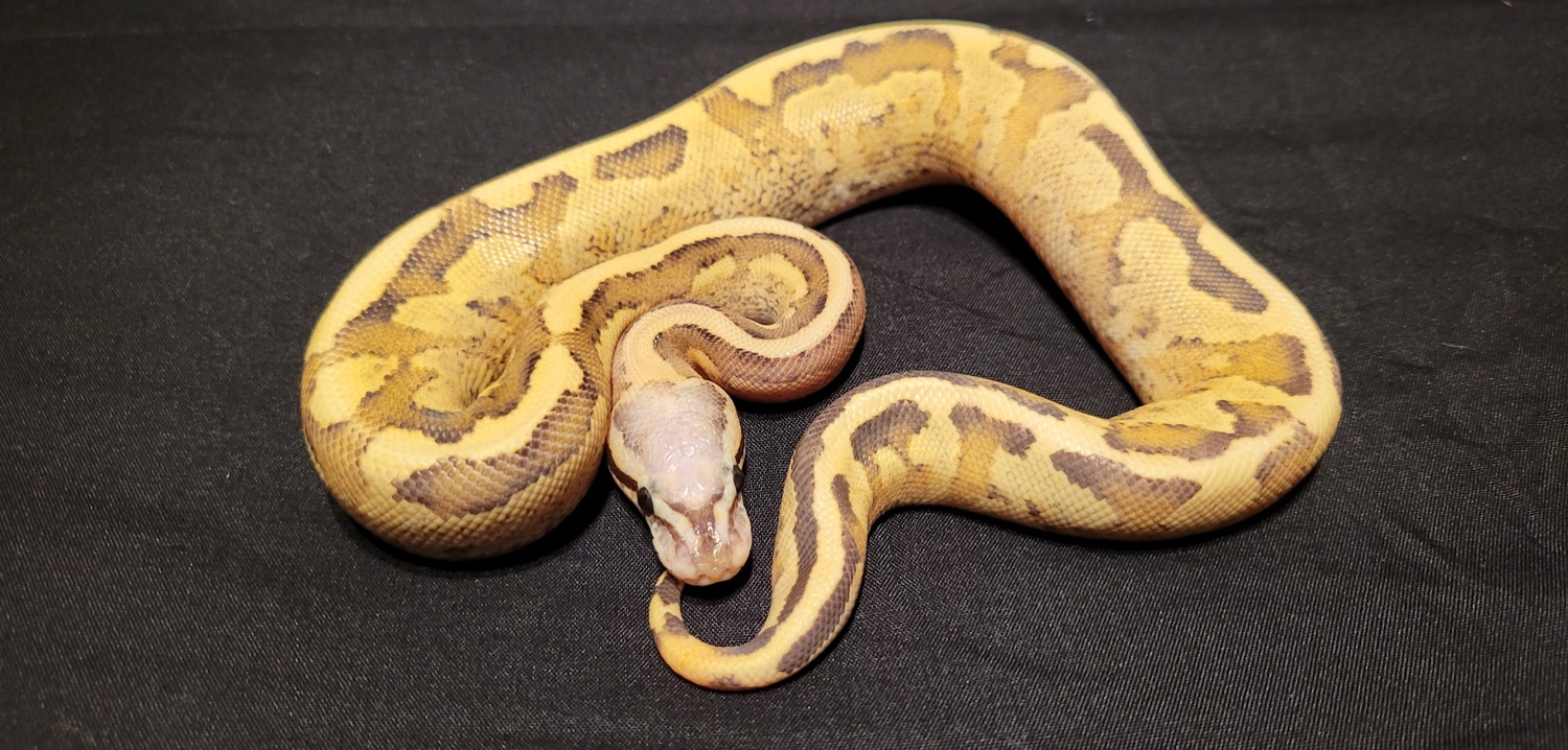 Fire Vanilla Ball Python by Vision Morphs - MorphMarket